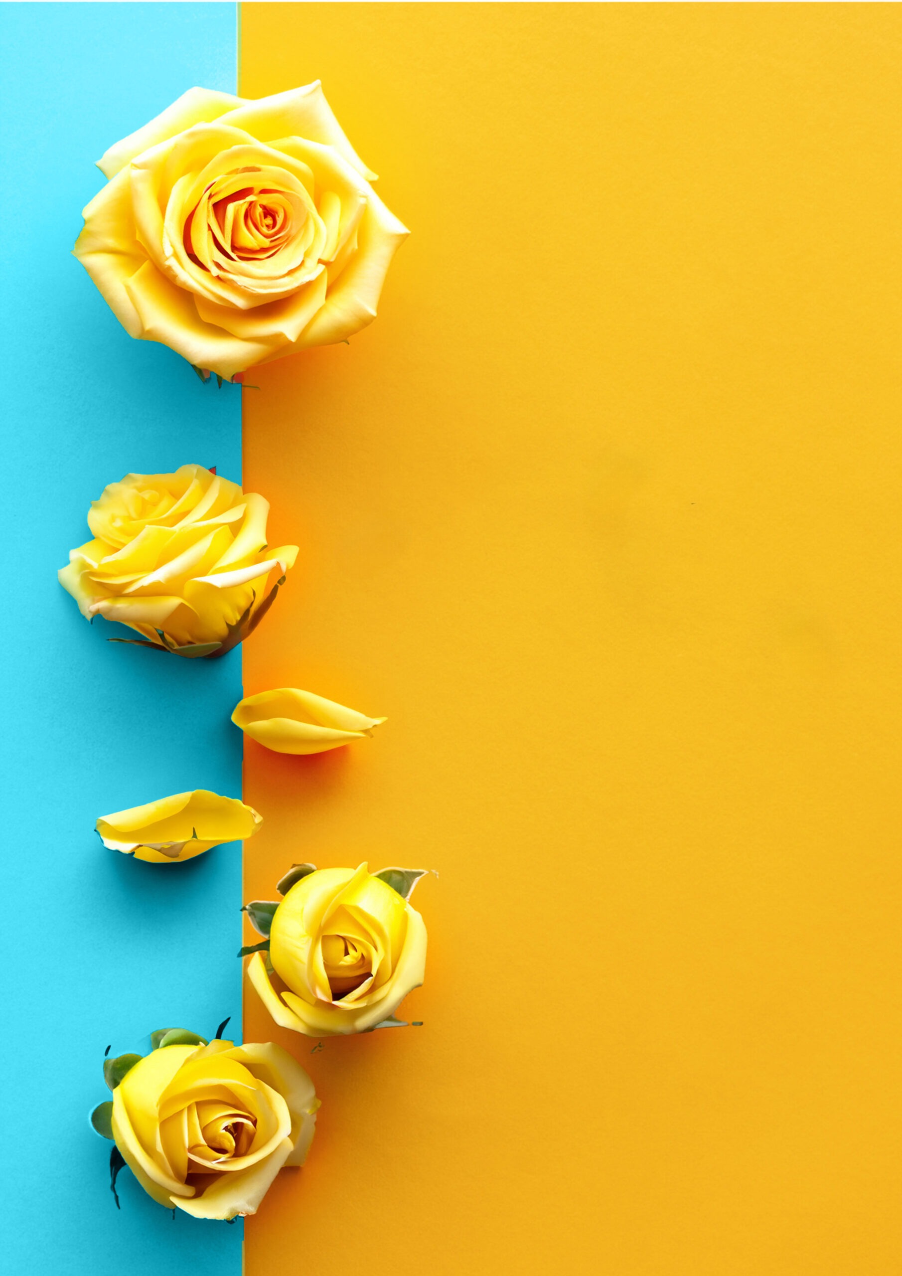 The Zonta Heartbeat - March 2024 - Zonta International District 16